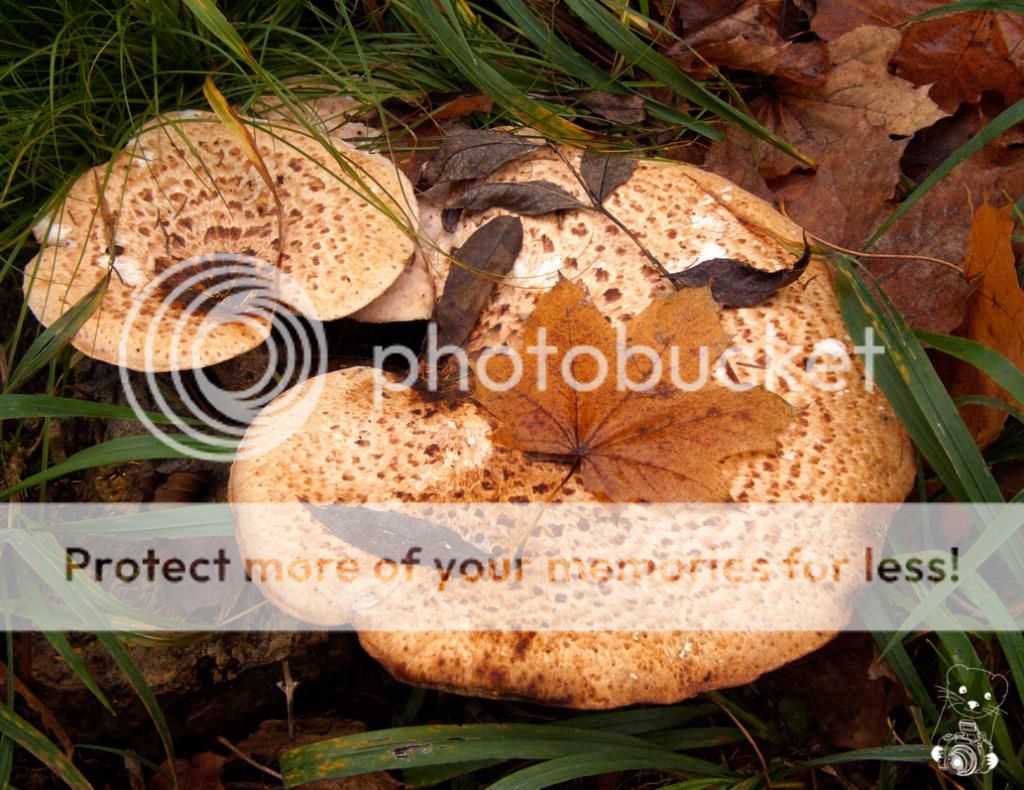 The Giant – Weasel with the cam