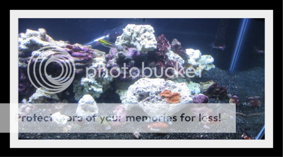 Minimalist Aquascaping - Page 42 - Reef Central Online Community