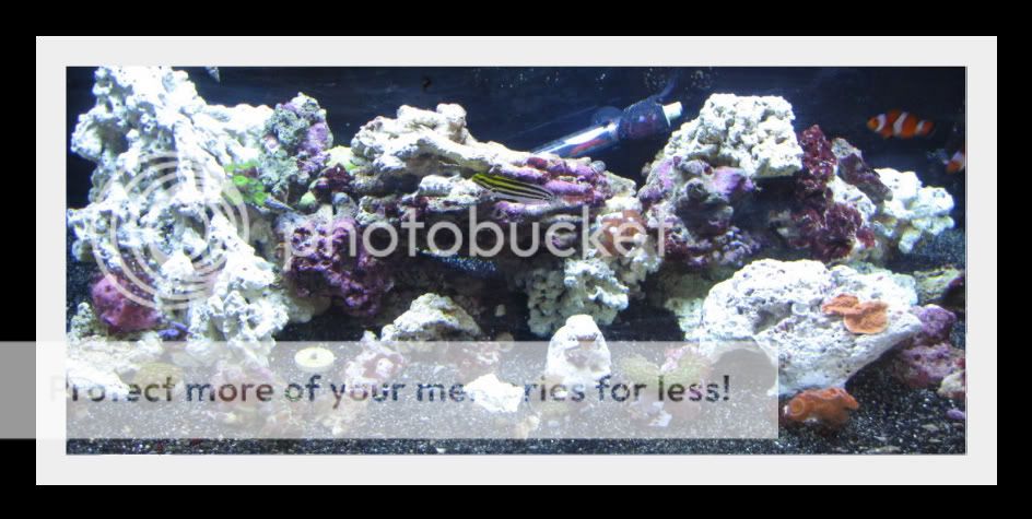 Minimalist Aquascaping - Page 42 - Reef Central Online Community
